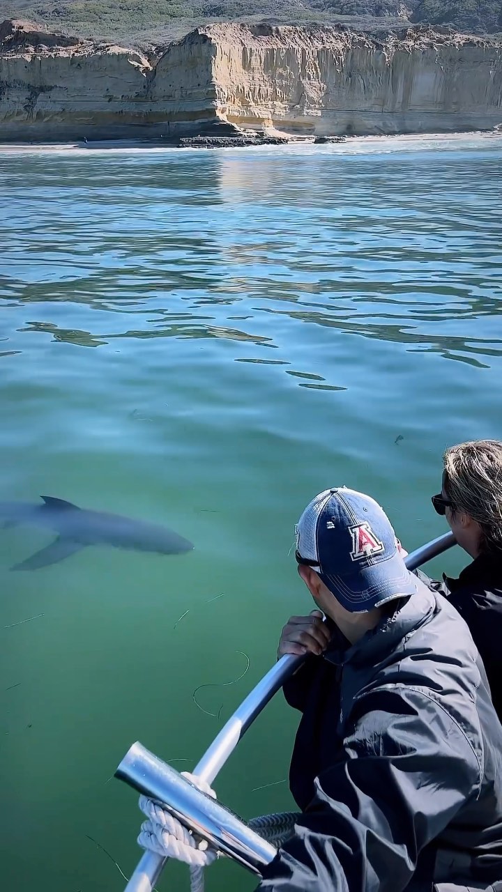 discoversharks@instagram on Pinno: An amazing up-close encounter with ...