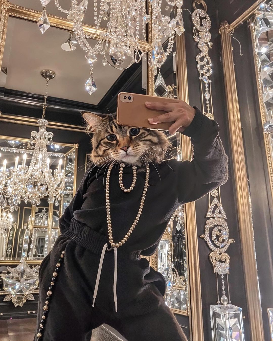 iva_ai_popsurreal@instagram on Pinno: Glam Gym Beasts & Cuties 🐼🦍 . Tag yo...