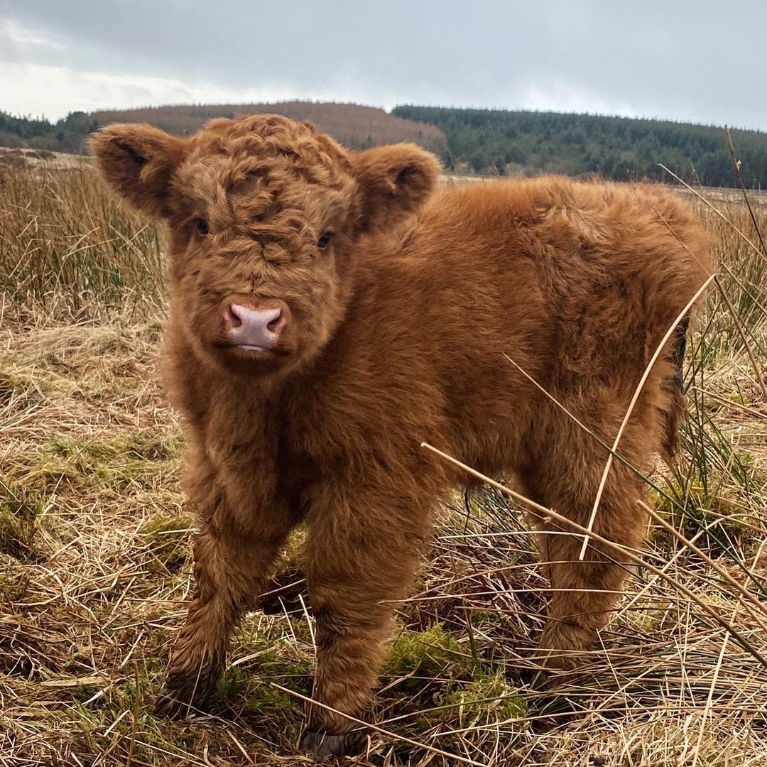 visitscotland@instagram on Pinno: A cute baby coo- what a treat for # ...