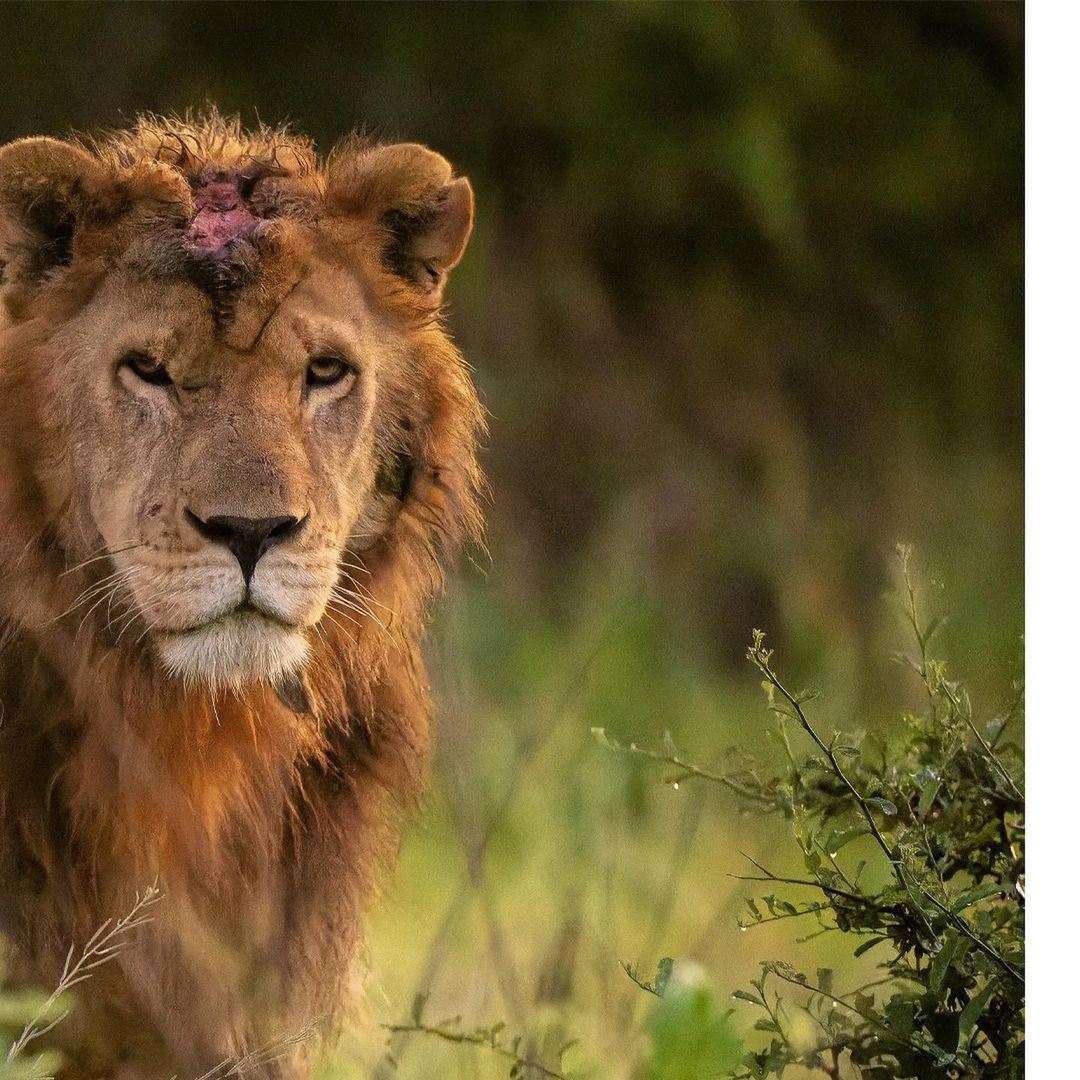 africanimals@instagram on Pinno: No doubt this male lion carried a ...