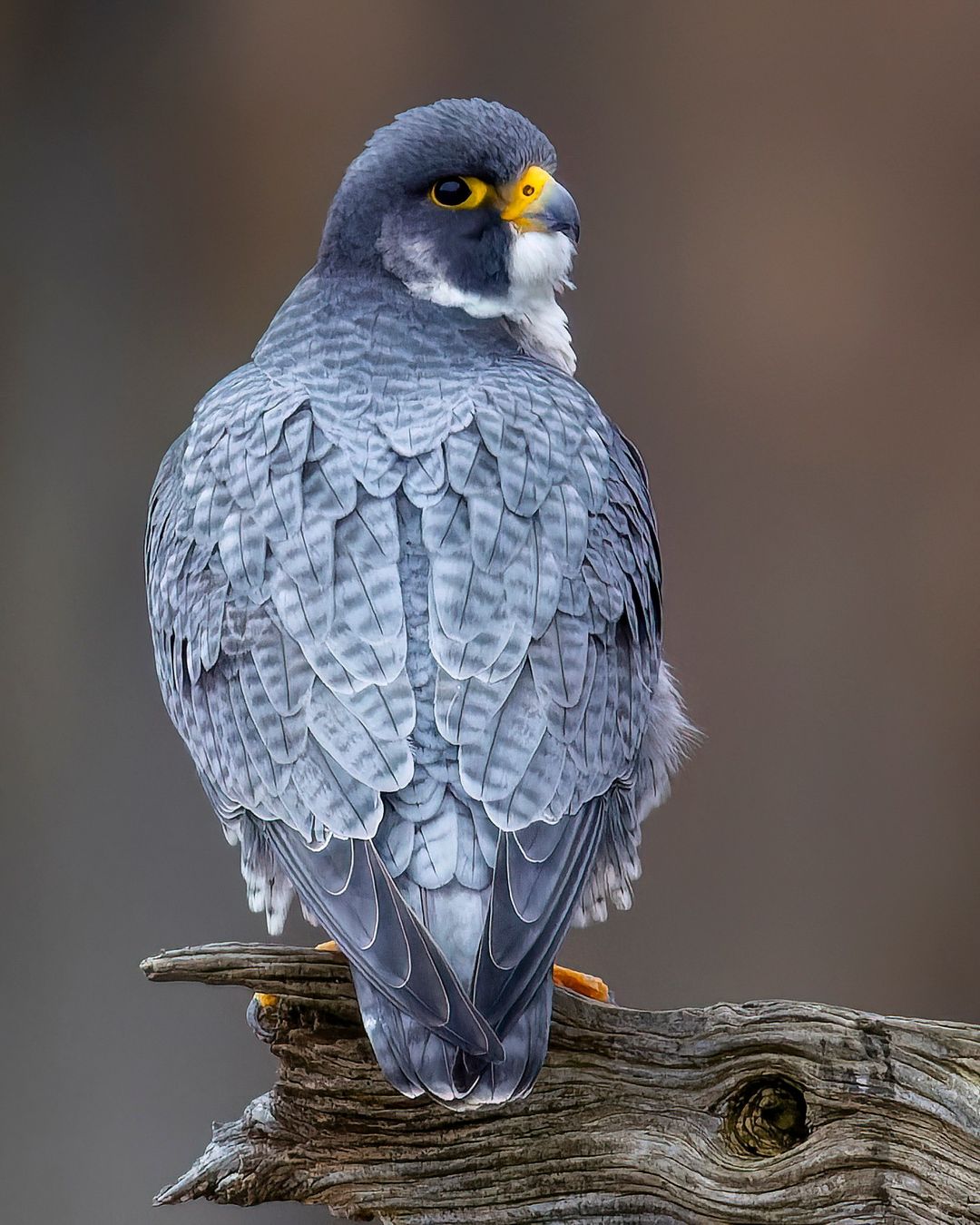 htleephotography@instagram on Pinno: Male Peregrine Falcon. Still going ...