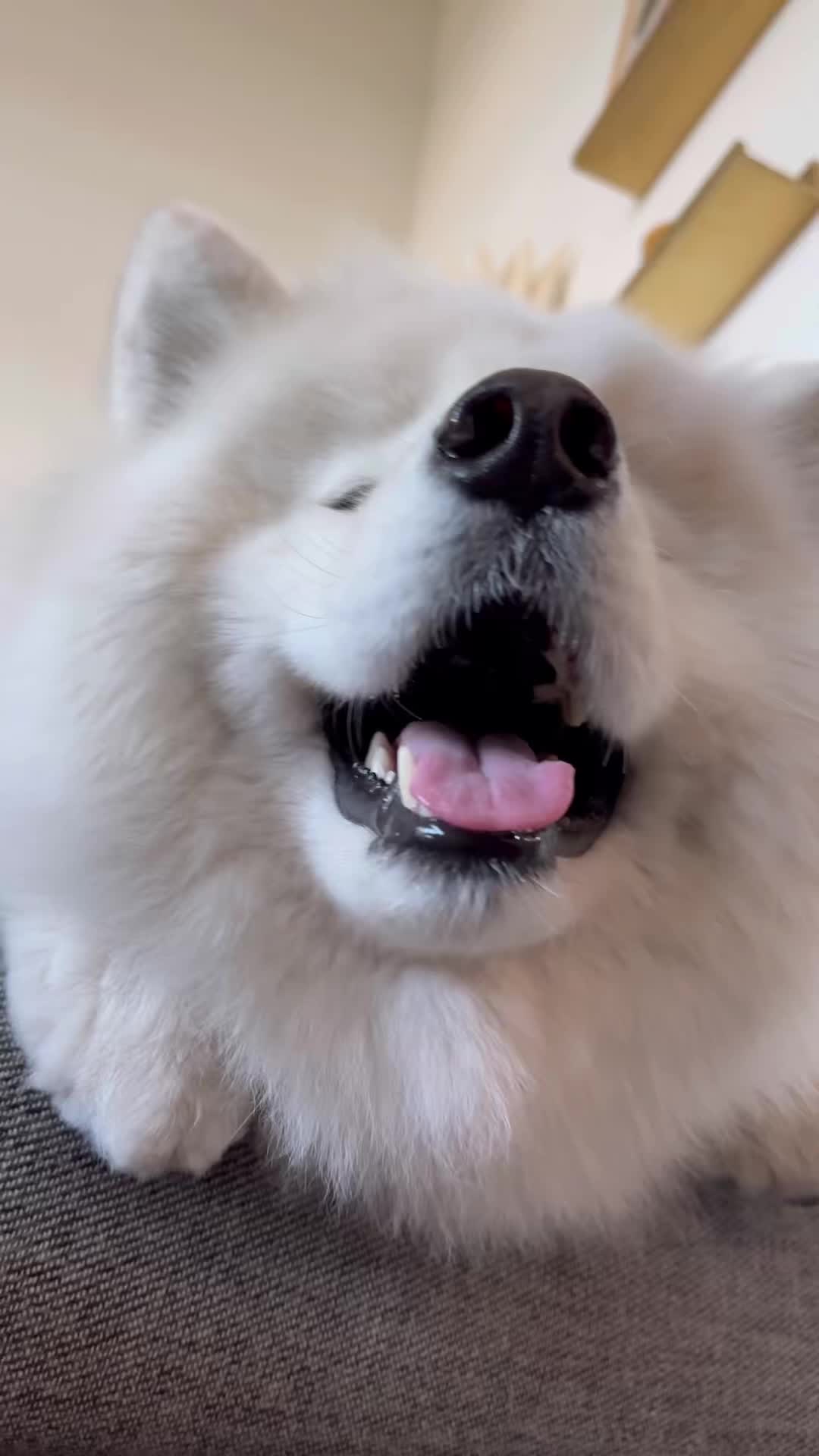 boomer_the_landcloud@tiktok on Pinno: The ears have the right ...