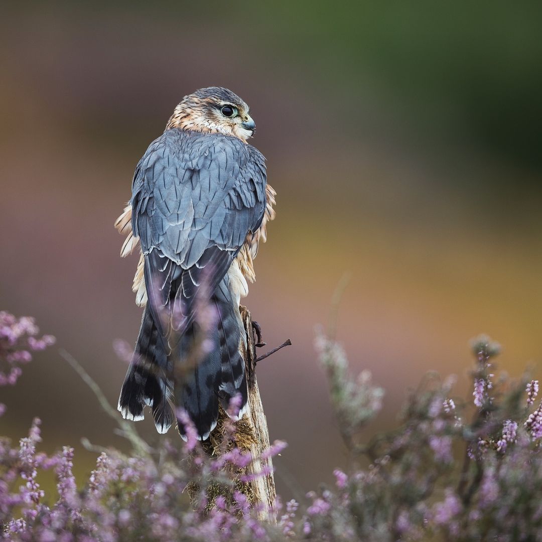 wossa_price@instagram on Pinno: Merlin …. #natgeowild #birdlife #feather...