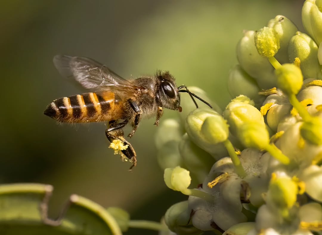 vishalvjadhav@instagram on Pinno: Indian Honey Bee . #pollenpants # ...