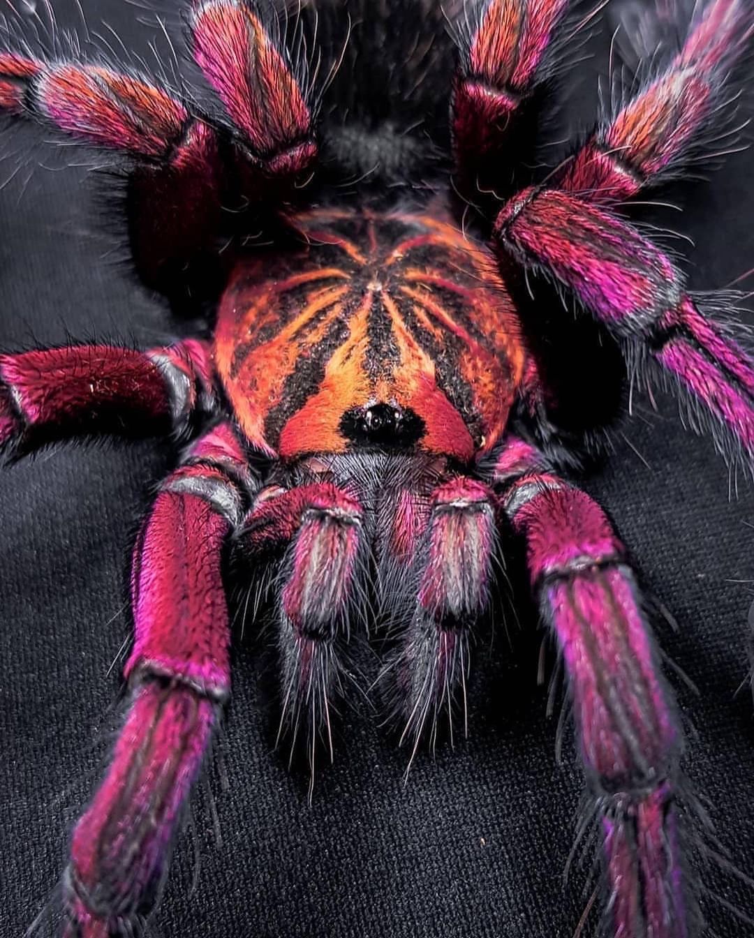 fangs_and_thangs@instagram on Pinno: Do you like tarantulas?? ⁣ This is ...