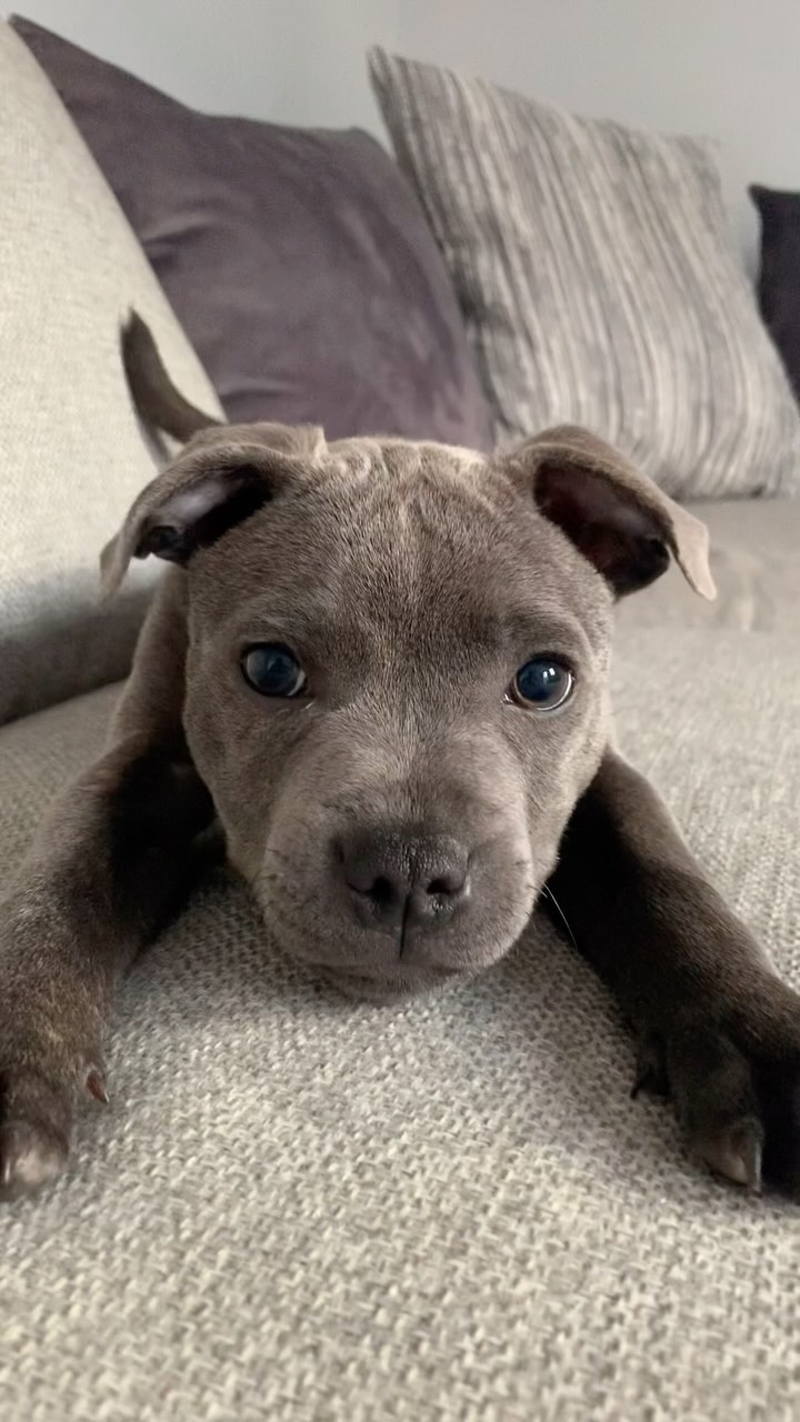 weratedogs@instagram on Pinno: Unbelievable. We only rate dogs. Please ...