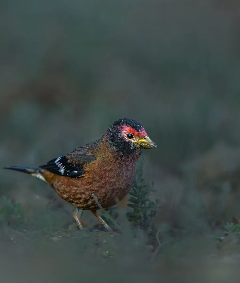 jainymariak@instagram on Pinno: Spectacled Finch: Uttarakhand, India. C...