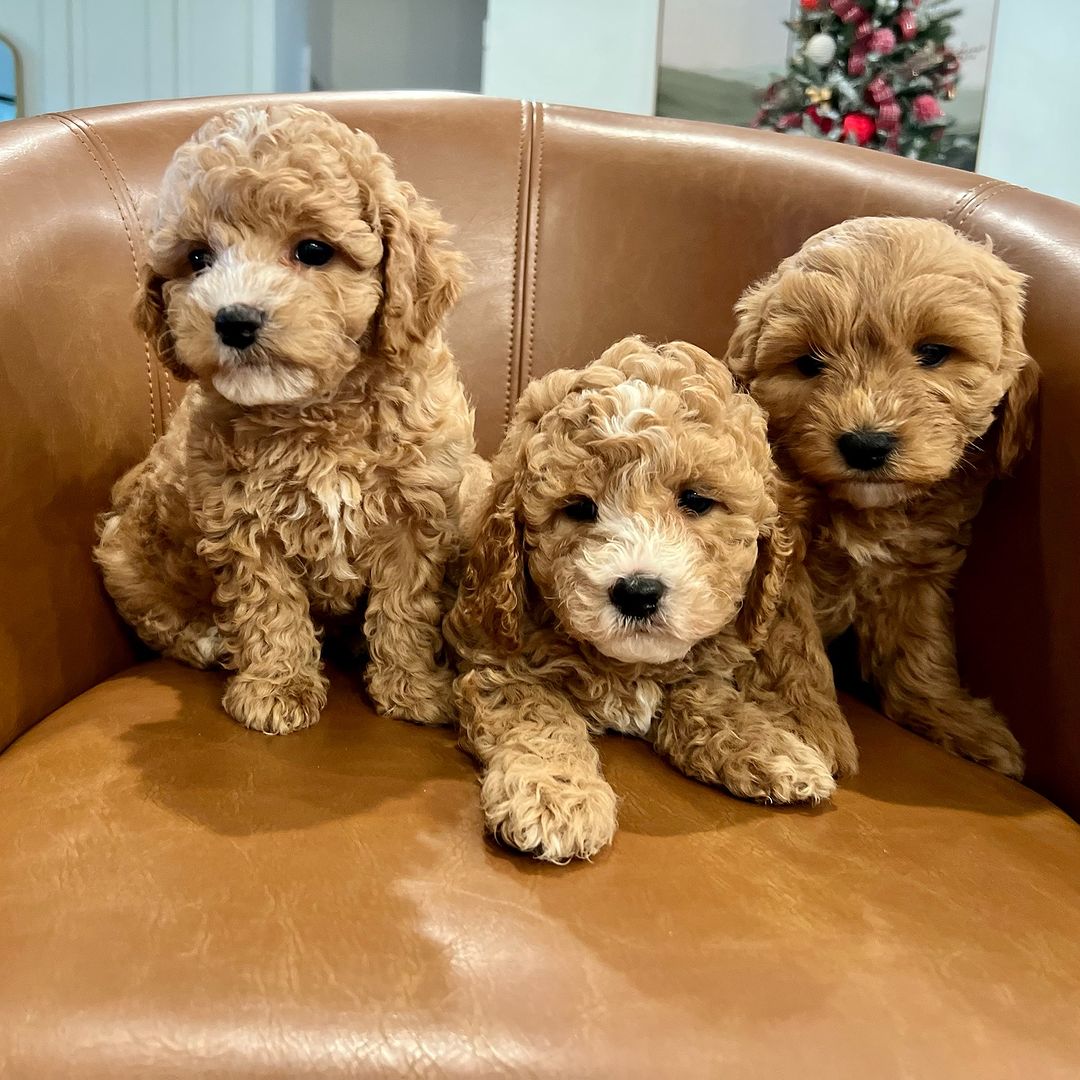 doodledogsworld@instagram on Pinno: Cavapoochon puppies make such a ...
