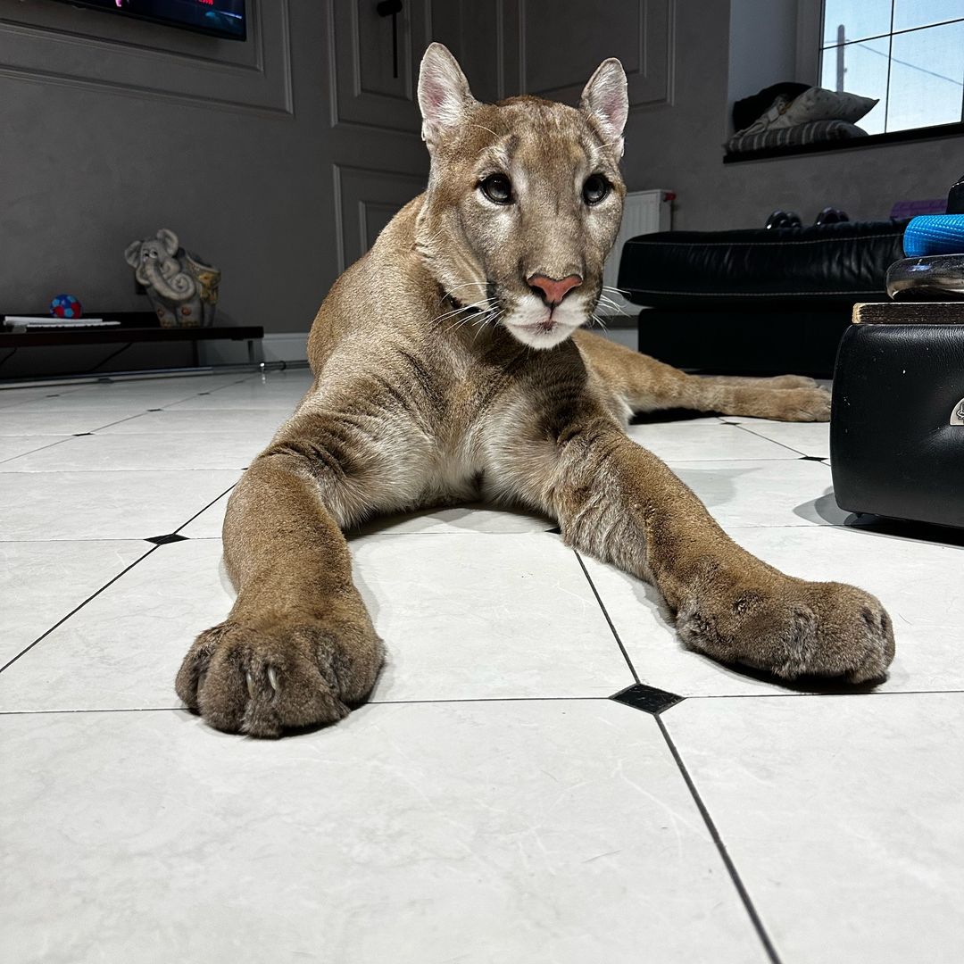 london_big_cat@instagram on Pinno: 💙 #пума #пумаЛондон #хищник #котики ...