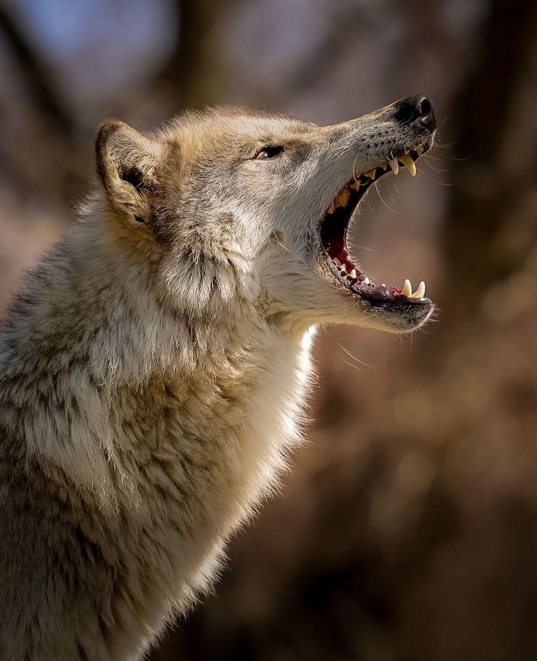 Wolves of Instagram 🐺 on Pinno: Rate it 1-10! Who else loves these beau...