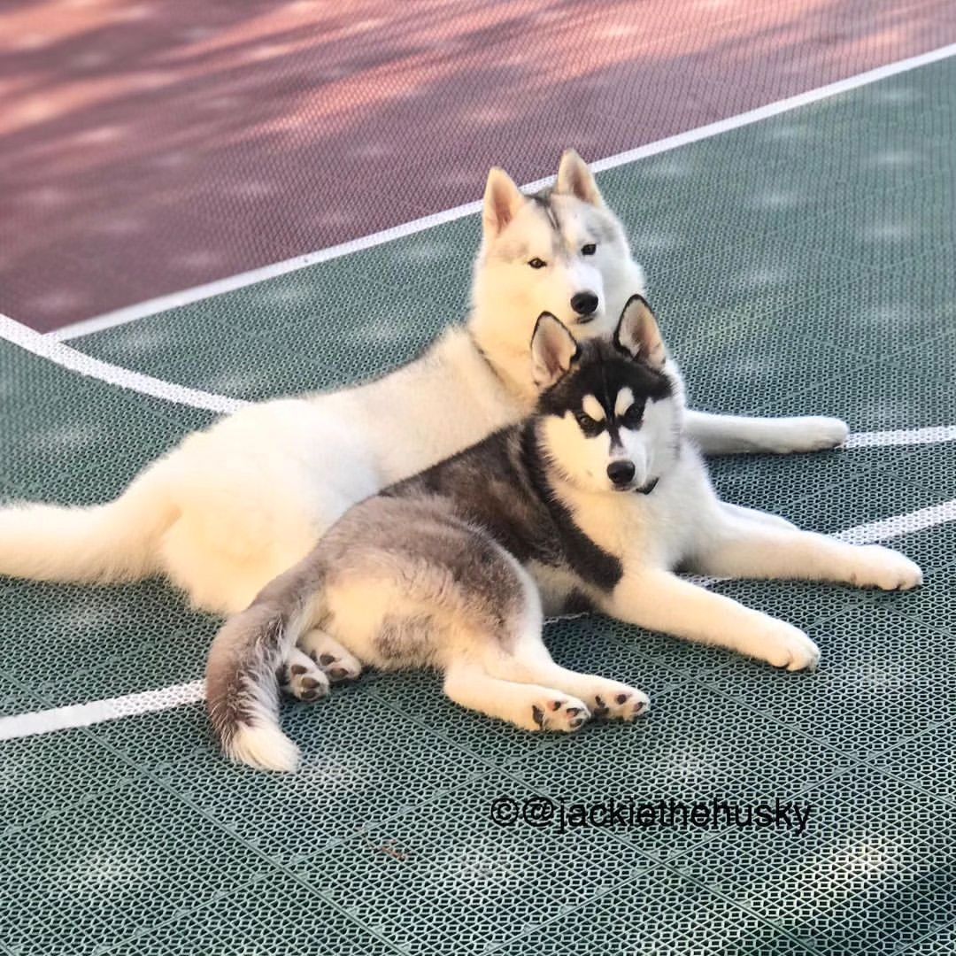 huskyklub@instagram on Pinno: 💜tag your friends 💜 who loves 🐶husky 👉F...