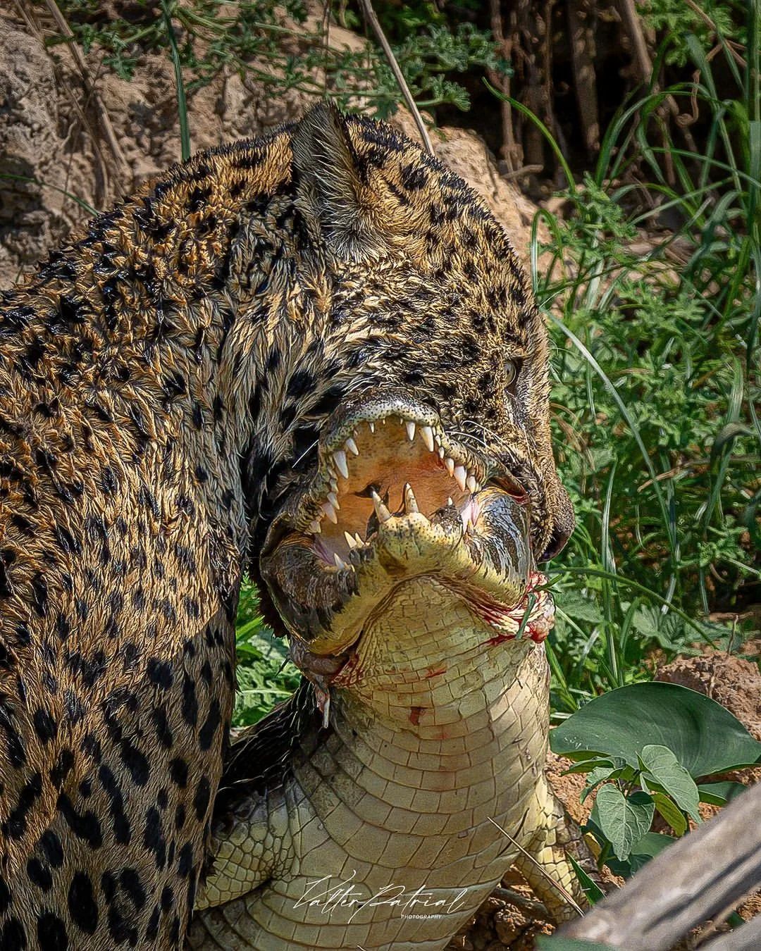 gliding_frog@instagram on Pinno: Leopard's feast on an alligator, a r...