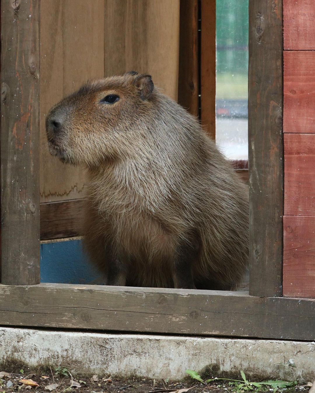 #capybara on Pinno
