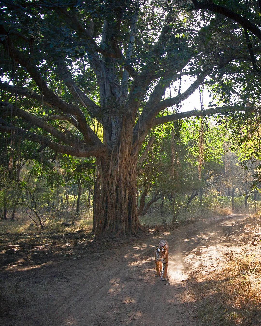 sachin_rai_photography@instagram on Pinno: Ranthambhore! I hope these ...