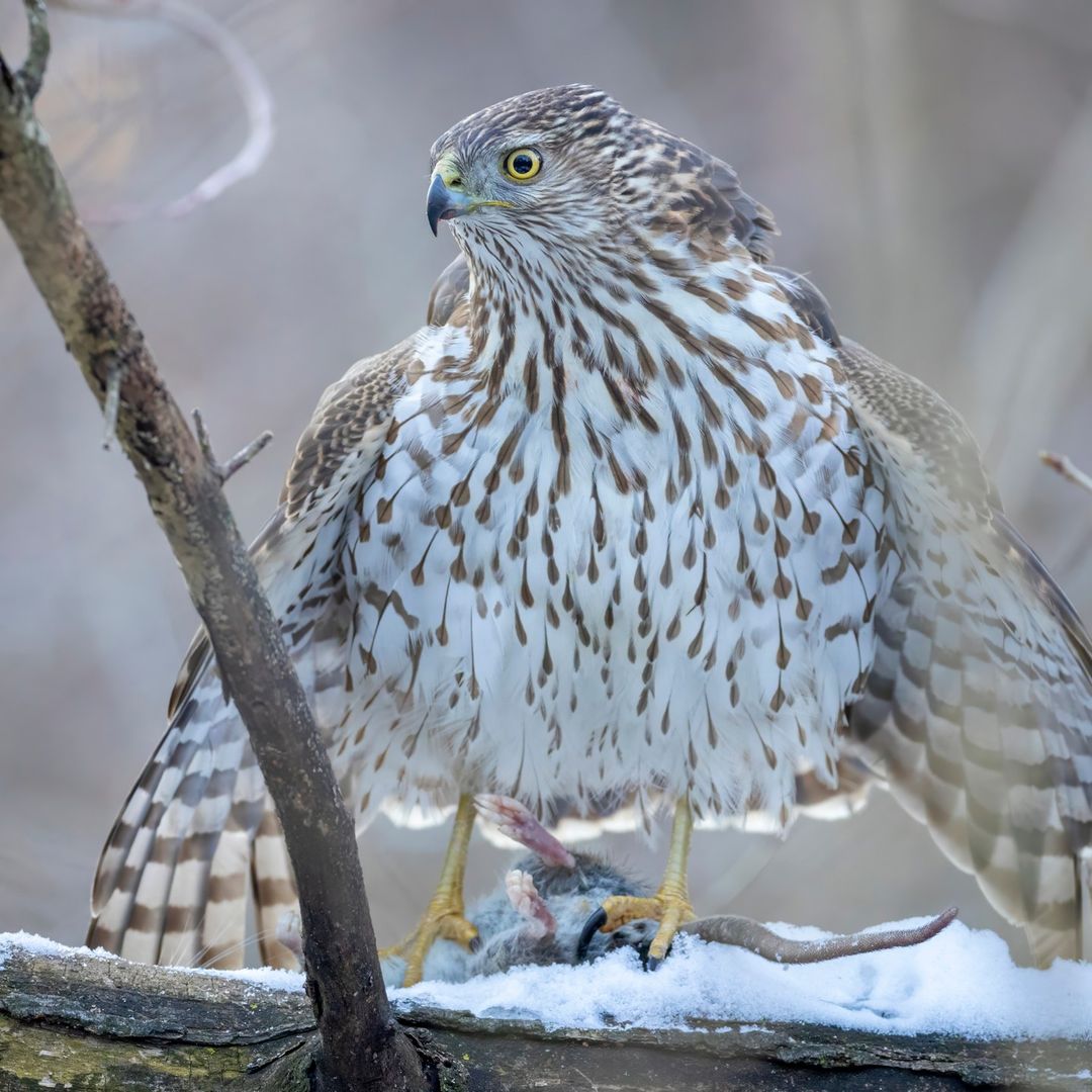 htleephotography@instagram on Pinno: Young Coopers Hawk with prey ...