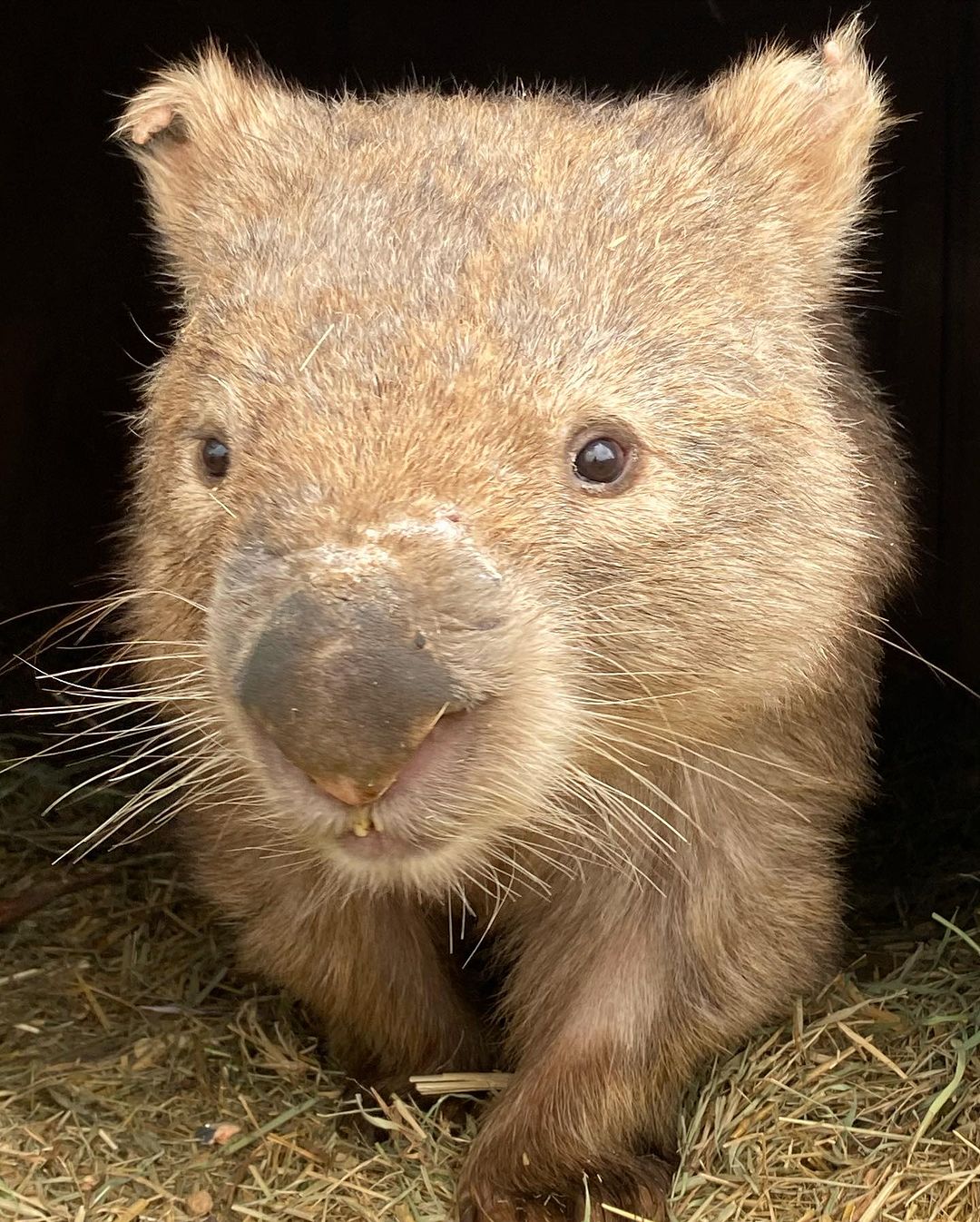 wombat_rescue@instagram on Pinno: Happy #wombatwednesday from all of us ...