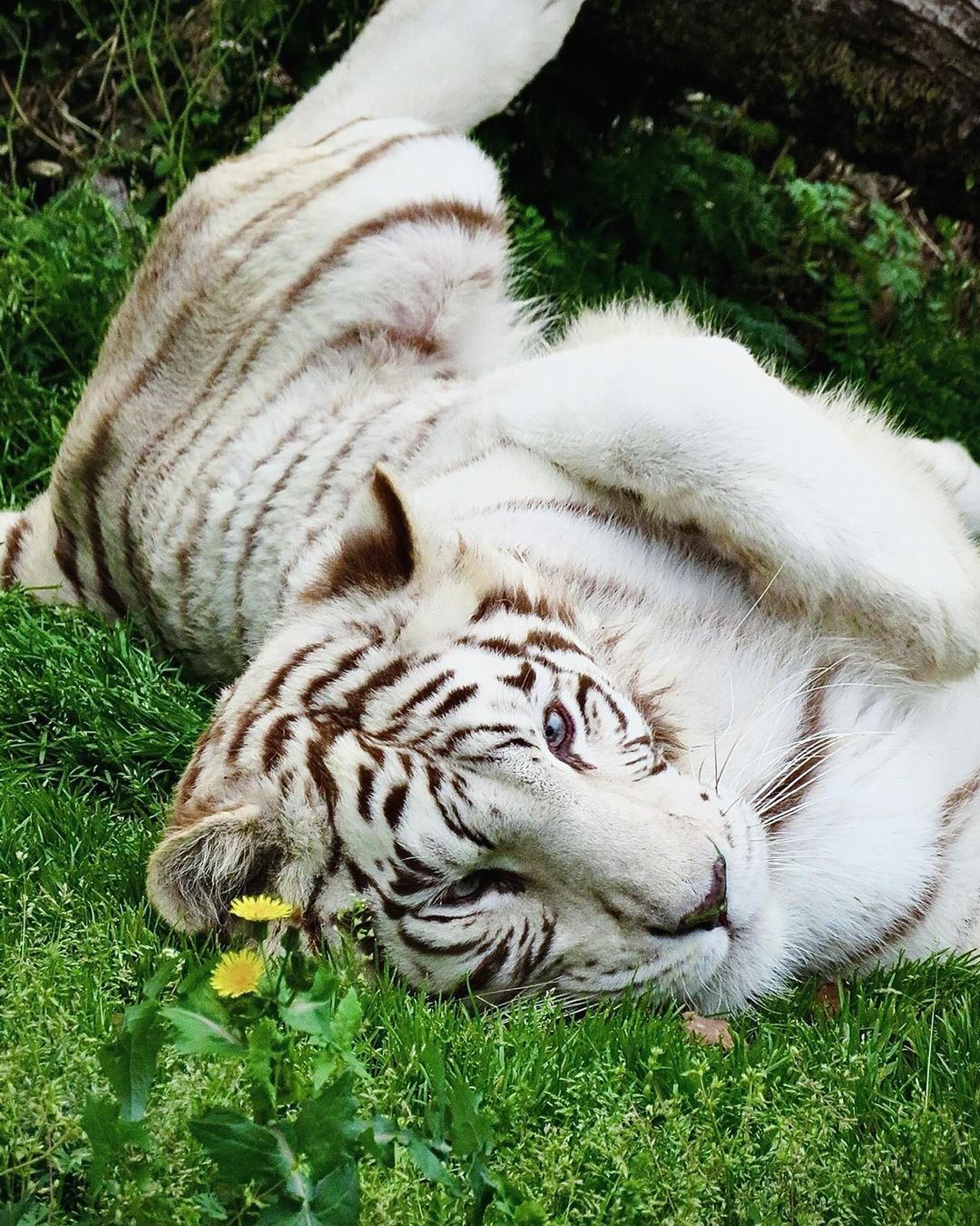Yukari ☆ ゆかり on Pinno: ソソノ🐯🌹 Name:SOSONO 🌹 #動物 #動物写真 #トラ #tiger...