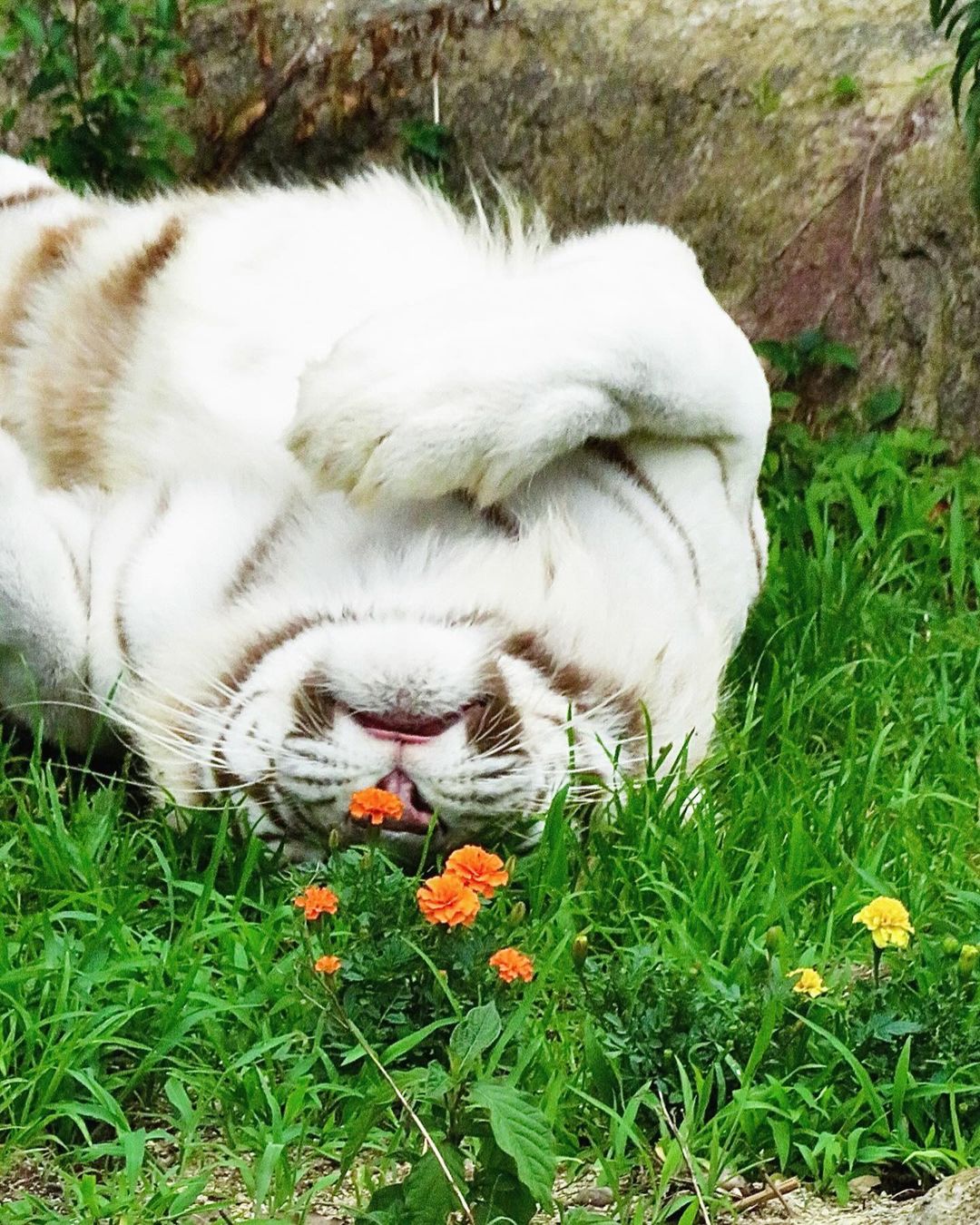Yukari ☆ ゆかり on Pinno: ソソノ🐯🌹 Name:SOSONO 🌹 #動物 #動物写真 #トラ #tiger...