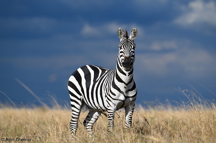 geosafaris@instagram on Pinno: Lets show some love for Zebras 🦓 Nikon...