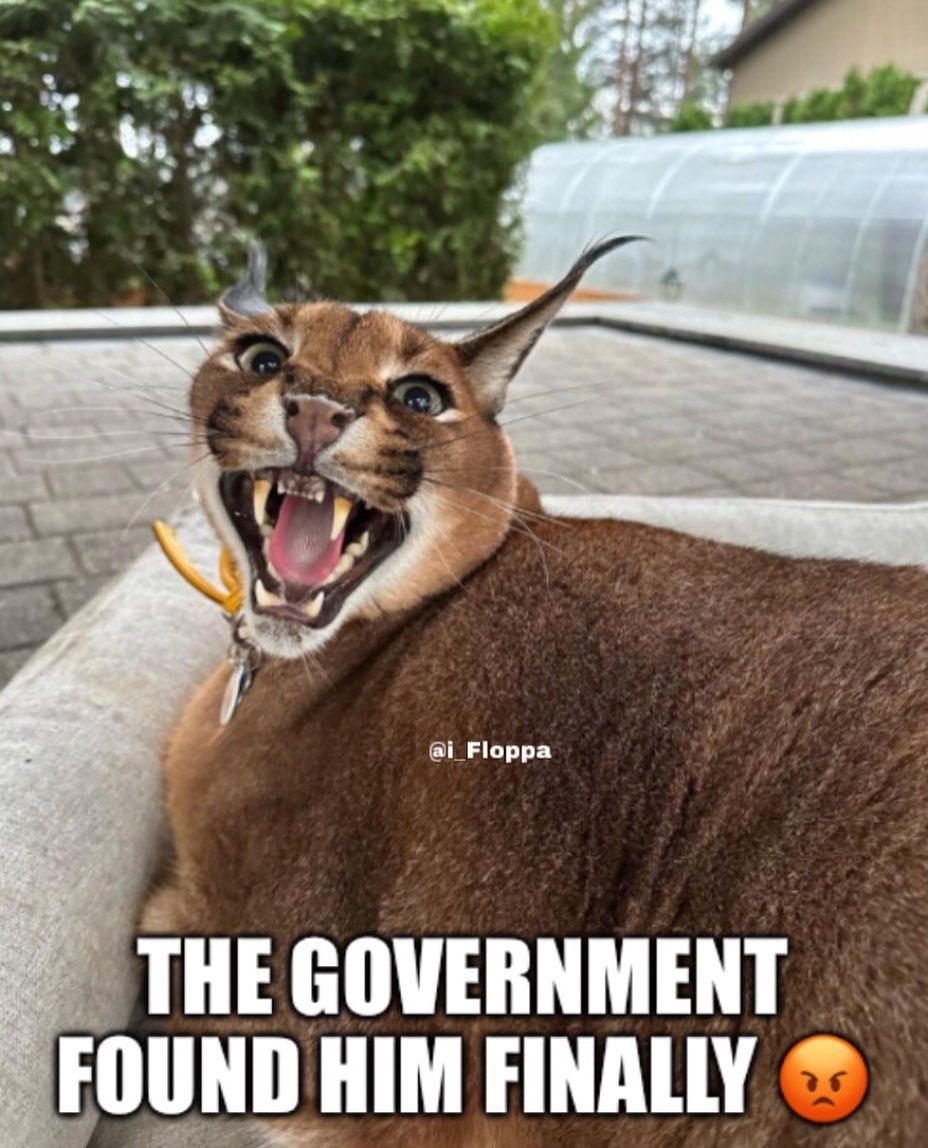 i_floppa@instagram on Pinno: Fr - Credit: oc - Join the floppa cult b...