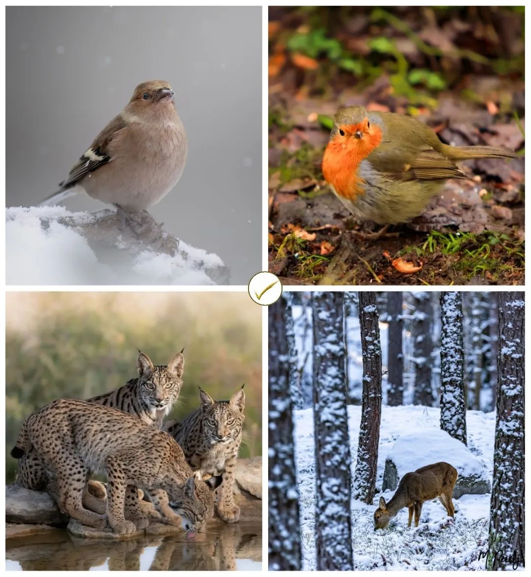 wildlife__perfection on Pinno: This weeks "Fab Finds" goes to...