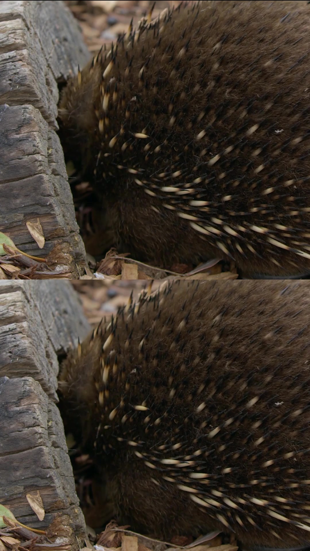 Video by Animalogic on Pinno: the mammal that lays eggs 🤔 #echidna