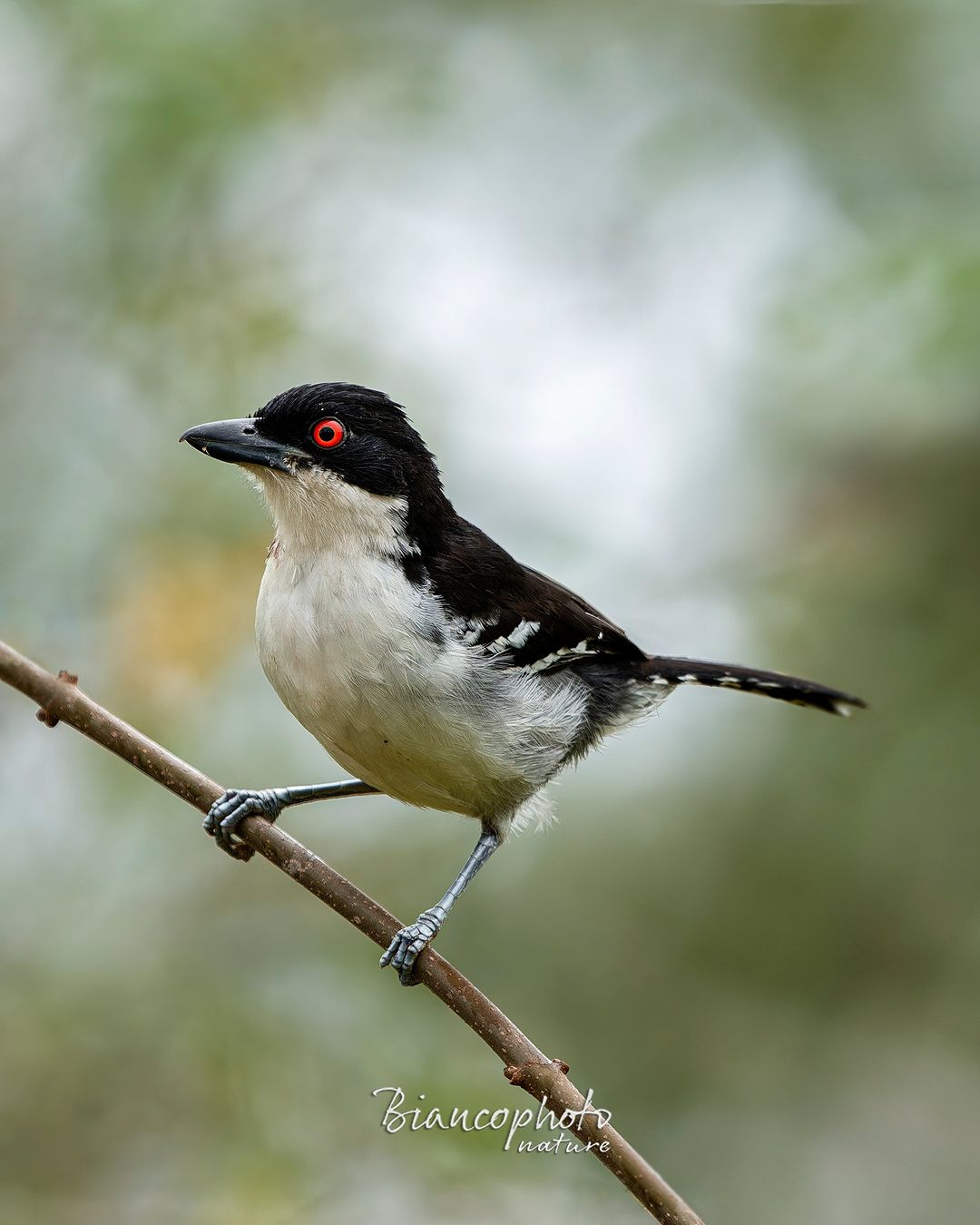 J. Carlos C. Bianco on Pinno: 🇺🇸 Great Antshrike⠀⠀⠀⠀⠀⠀⠀⠀⠀⠀ 🇧🇷 Choró-bo...