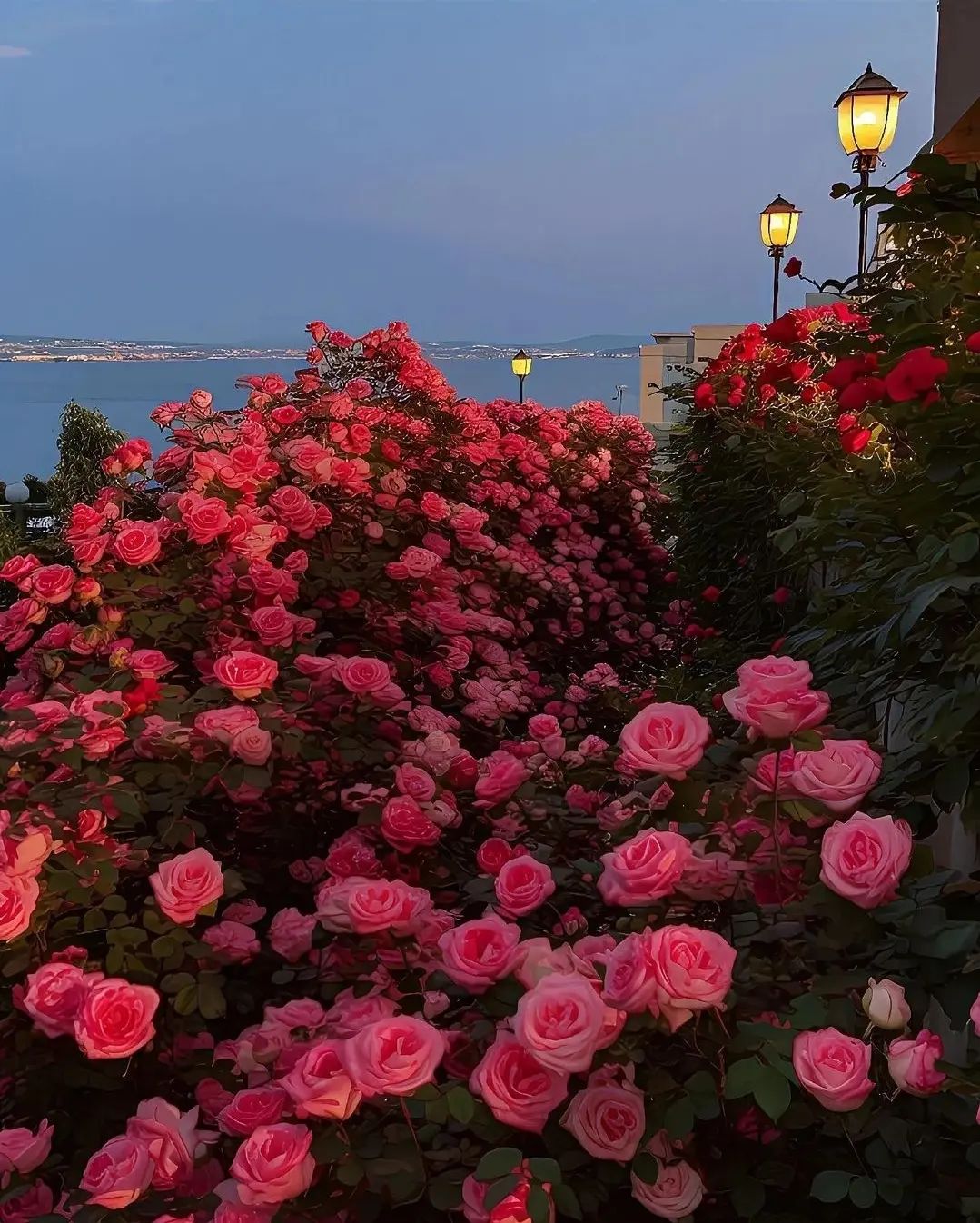 flowersnphoto@instagram on Pinno: 🥀🥀Beautiful Roses🥀🥀 📷 collected ...