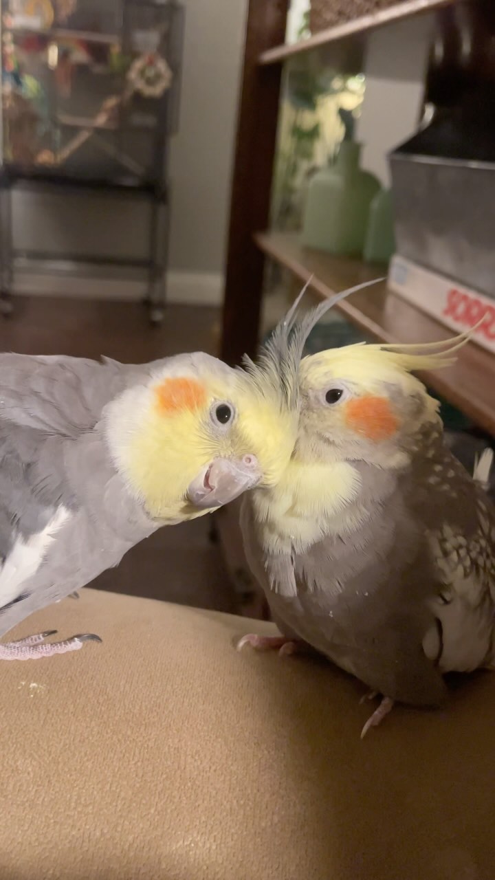 3.baby.birds@instagram on Pinno: Sweet little clueless Pepper, he just ...