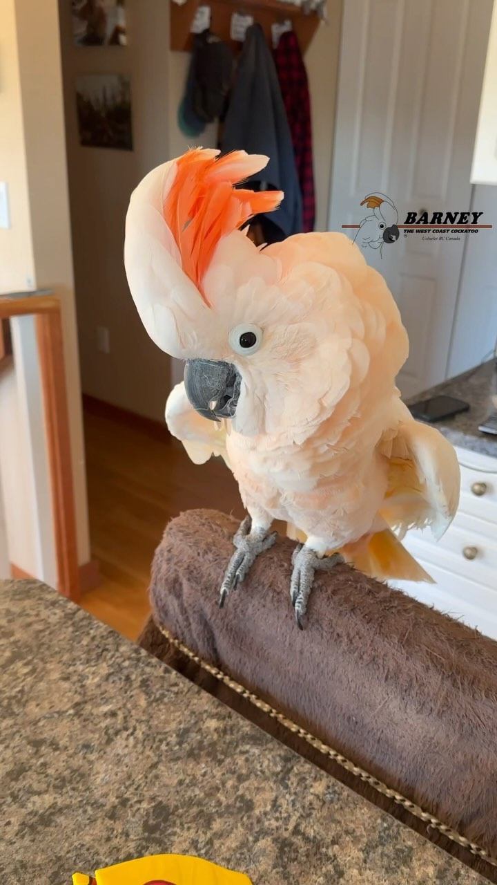 barney_the_west_coast_cockatoo@instagram on Pinno: Beach Balls! Thanks ...