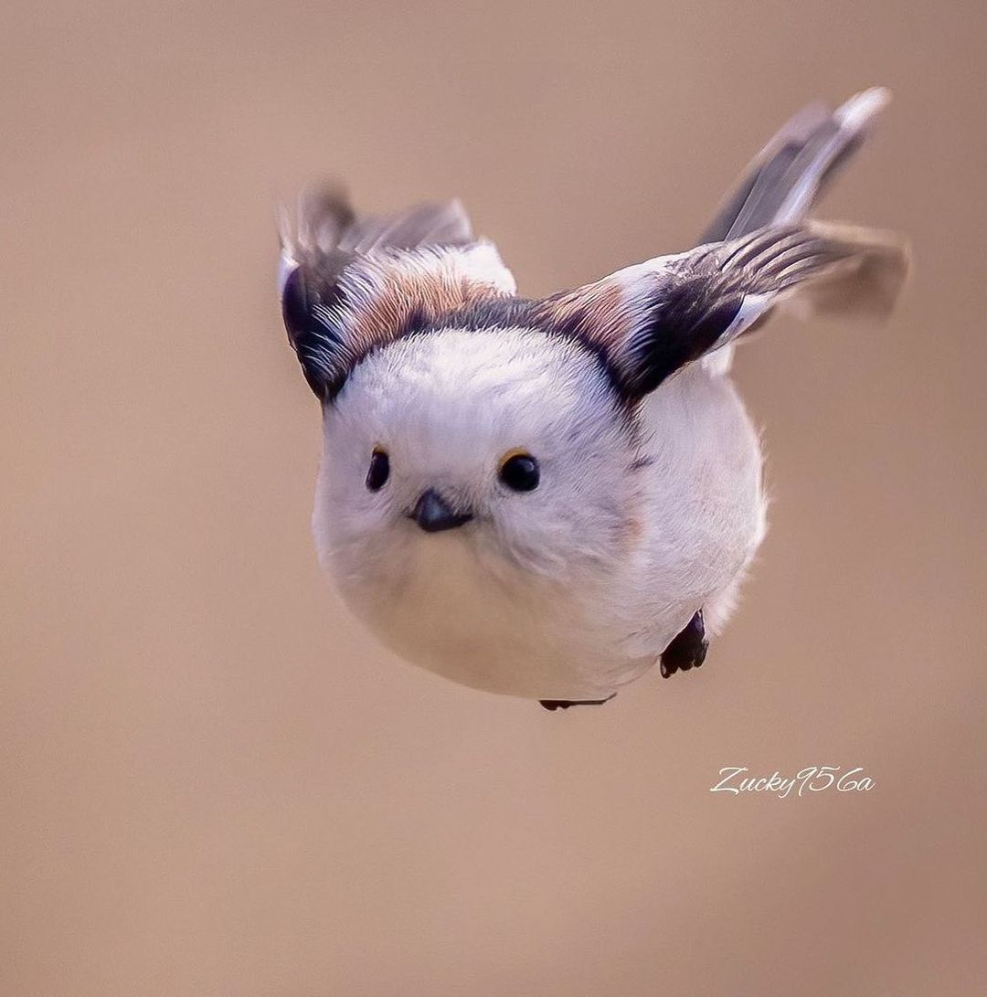 discover.animal@instagram on Pinno: This is the Japanese Bird, named "Sh...