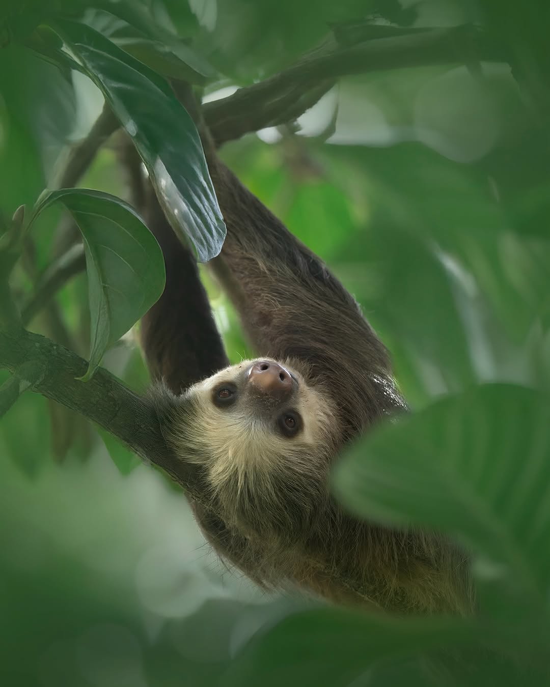 Sharon Vanadia on Pinno: The Sloth is a very static animal, but i...