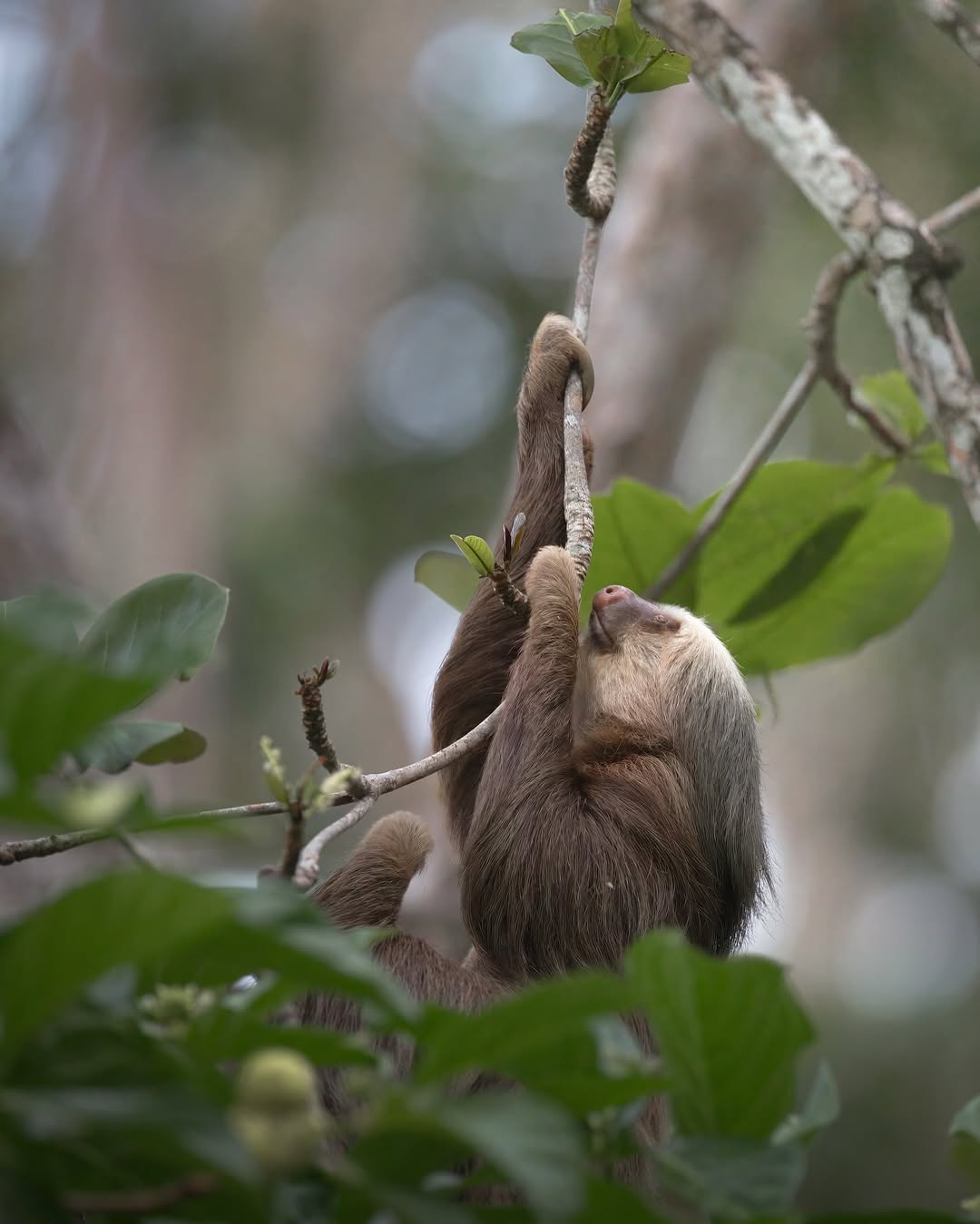 Sharon Vanadia on Pinno: The Sloth is a very static animal, but i...