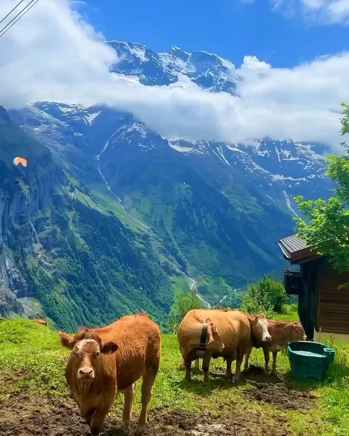 stunning.switzerland@instagram on Pinno: Animals of Switzerland 😍🇨🇭 ...