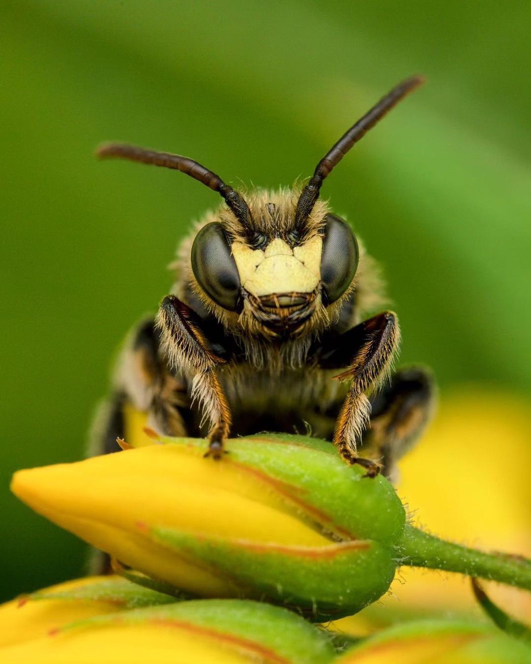 insectguru@instagram on Pinno: A beautiful photo by @just_another ...