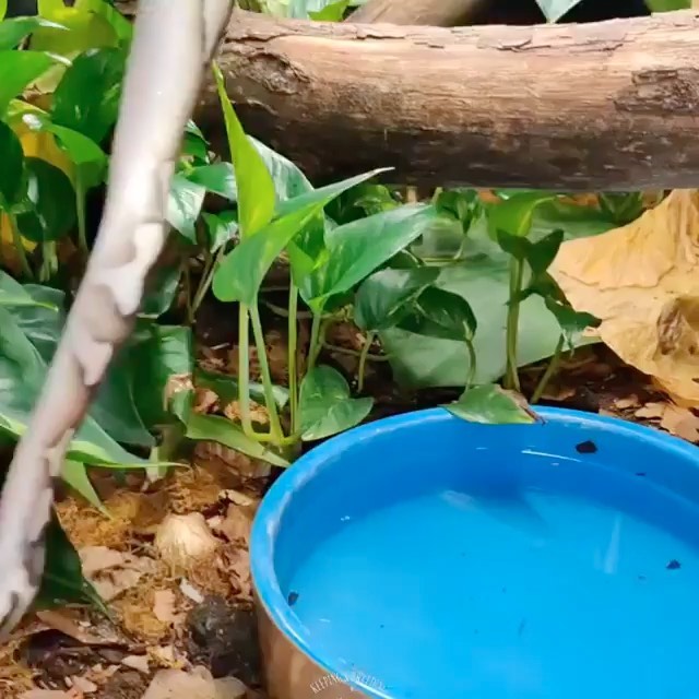 fangs_and_thangs@instagram on Pinno: King Cobra eats Royal Python- what ...