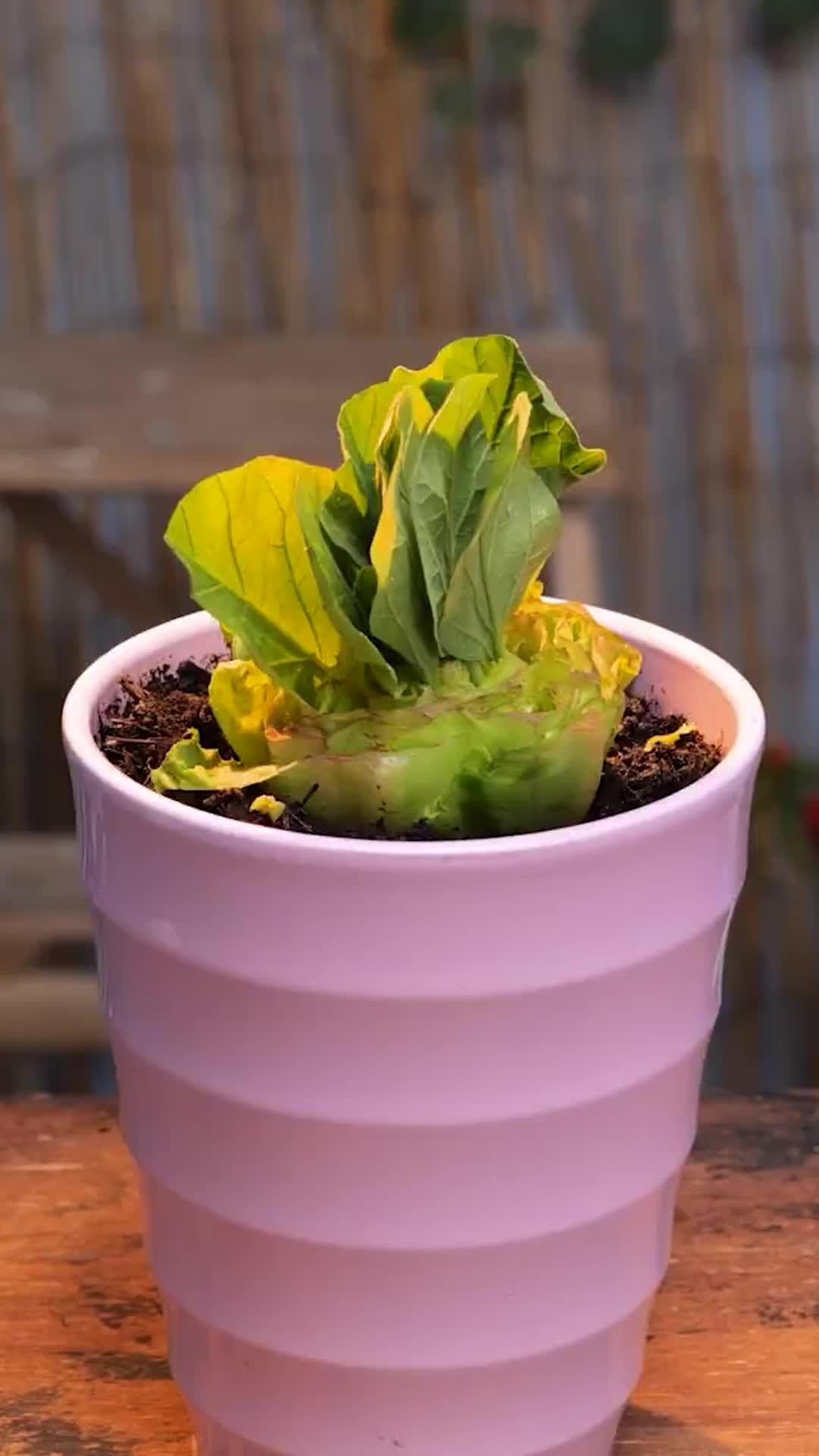 5.minuten.tricks@instagram on Pinno: Quick and easy gardening tricks ... 5.minuten.tricks@instagram on Pinno: Quick and easy gardening tricks ...