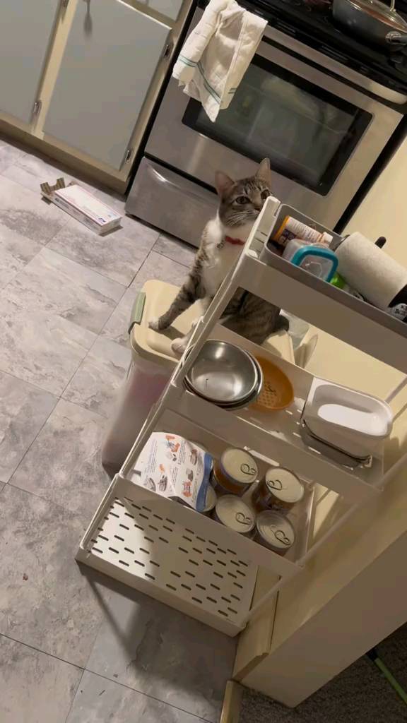 overdose_cat@instagram on Pinno: 😂😻🇵🇸 Follow 👉 @overdose_cat@instagram ...