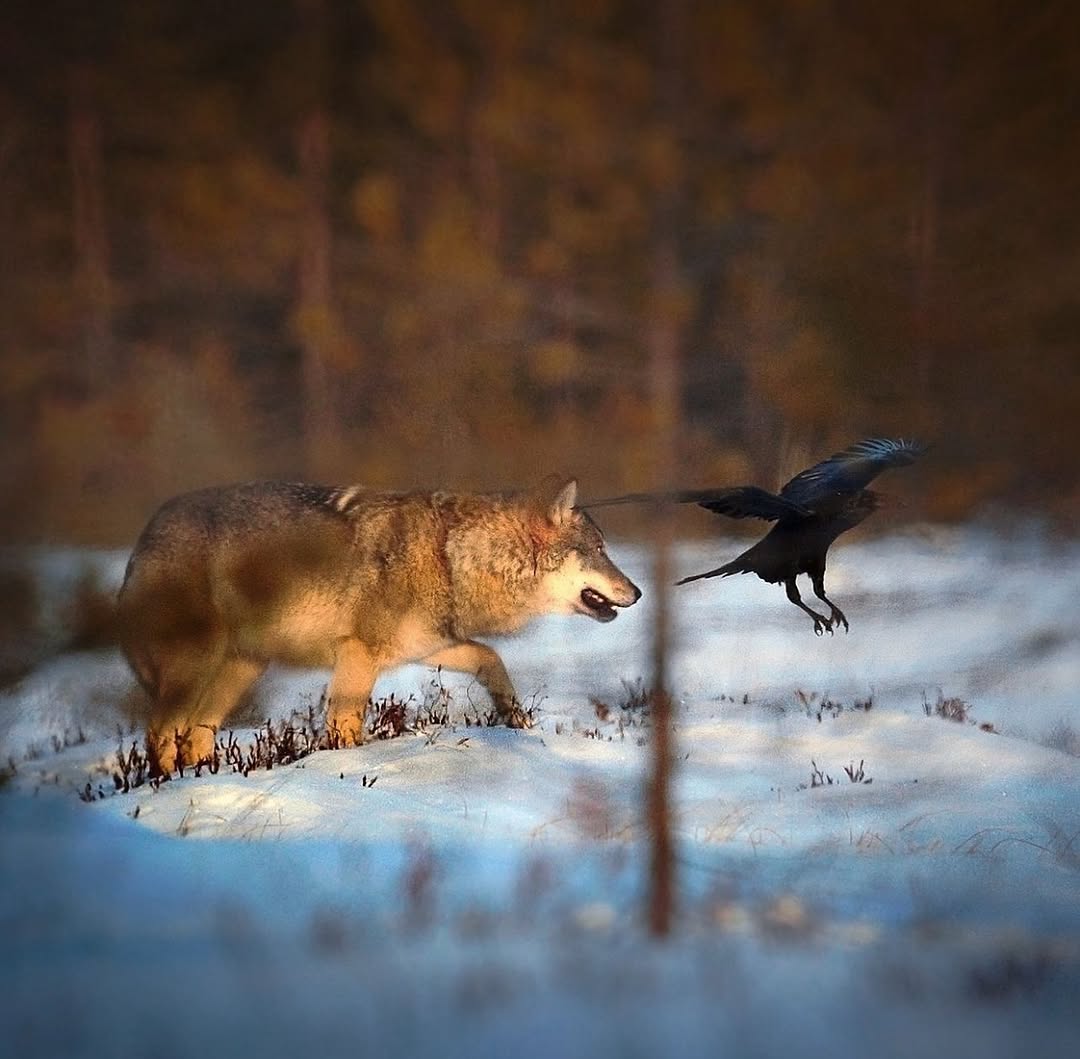 Wolves of Instagram 🐺 on Pinno: Rate it 1-10!Who else loves these beauti...