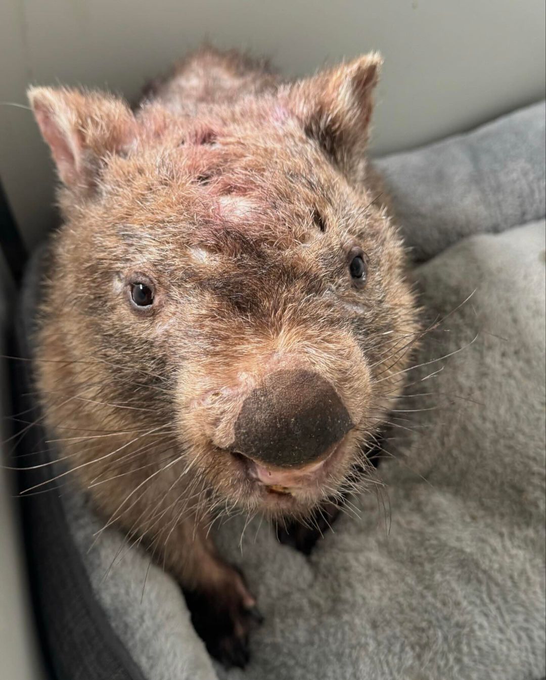 wombat_rescue@instagram on Pinno: Today was a very special day. I ...