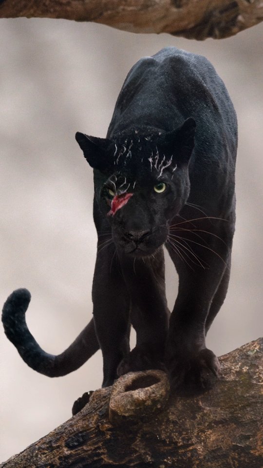 shaazjung@instagram on Pinno: The scar is not a symbol of suffering, b...