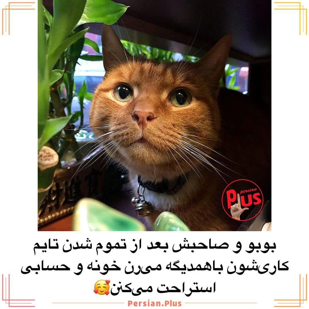 persian.plus@instagram on Pinno: خیلی بانمکه🥰😍 . . . Credit: @tabby ...