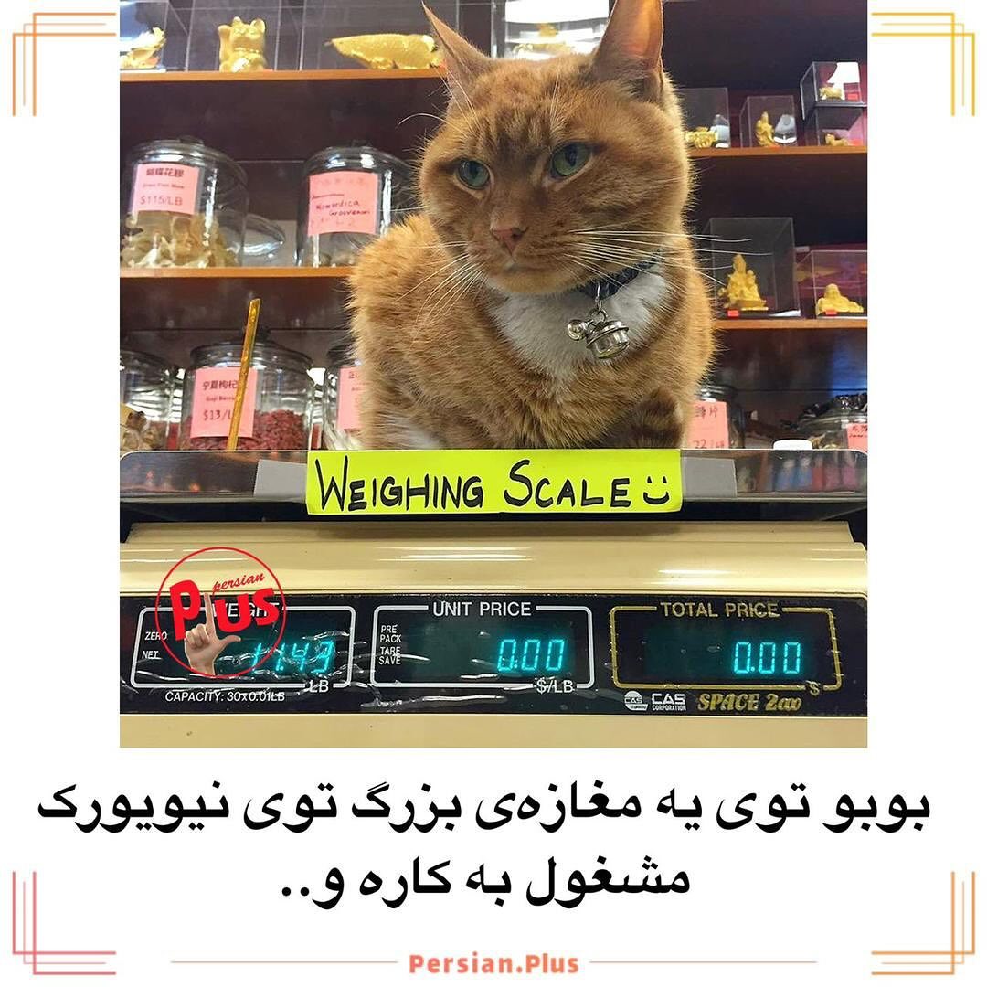 persian.plus@instagram on Pinno: خیلی بانمکه🥰😍 . . . Credit: @tabby ...