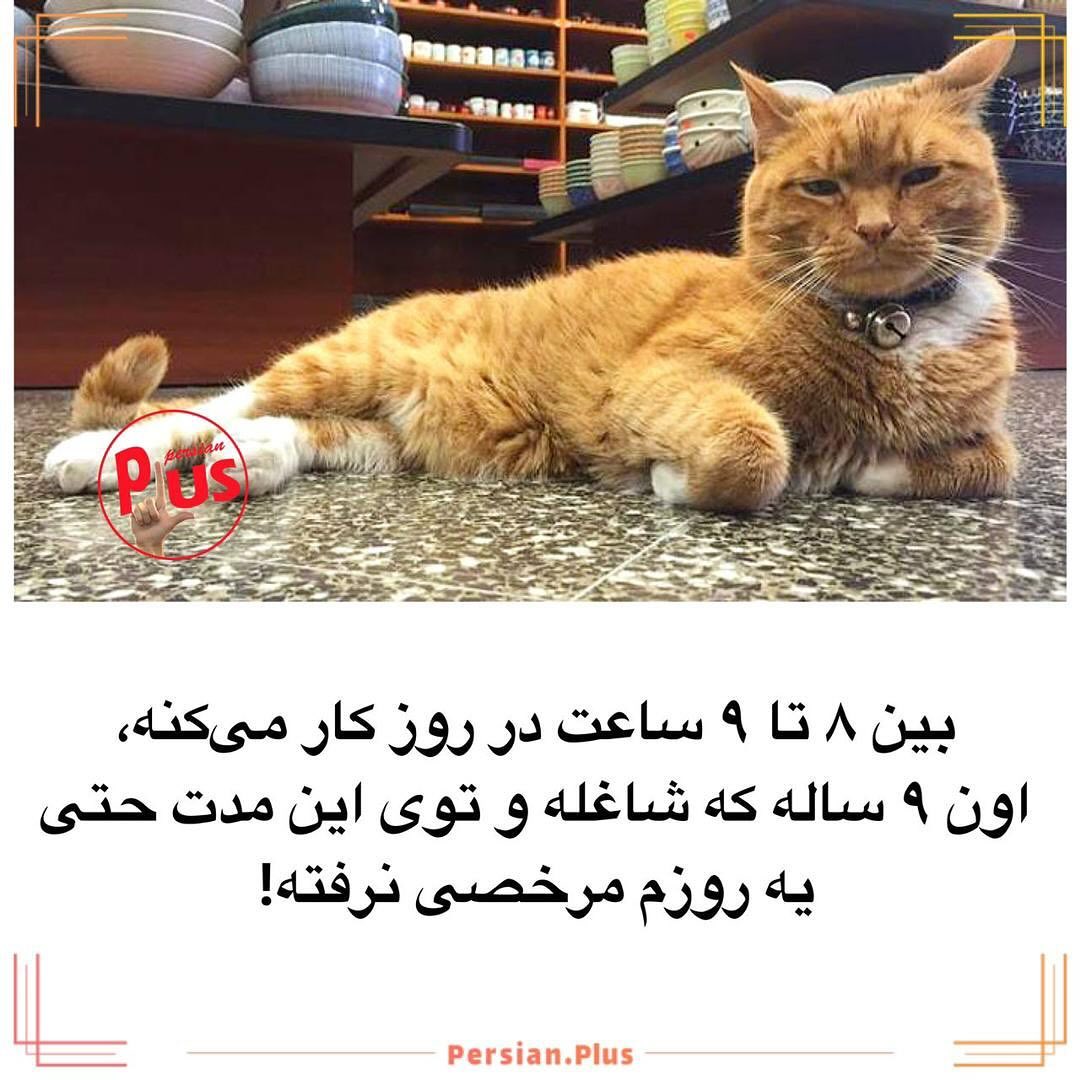 persian.plus@instagram on Pinno: خیلی بانمکه🥰😍 . . . Credit: @tabby ...