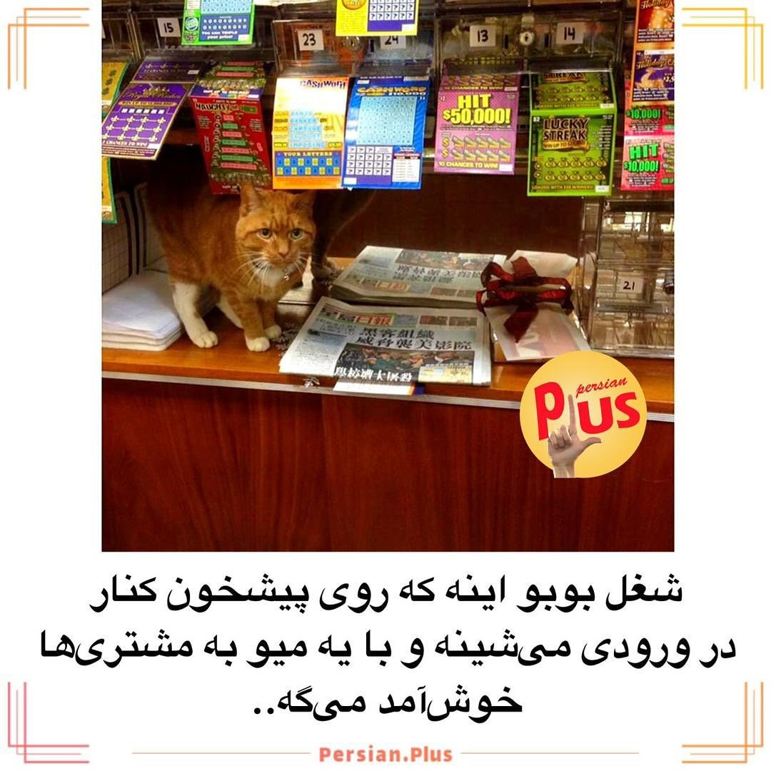 persian.plus@instagram on Pinno: خیلی بانمکه🥰😍 . . . Credit: @tabby ...