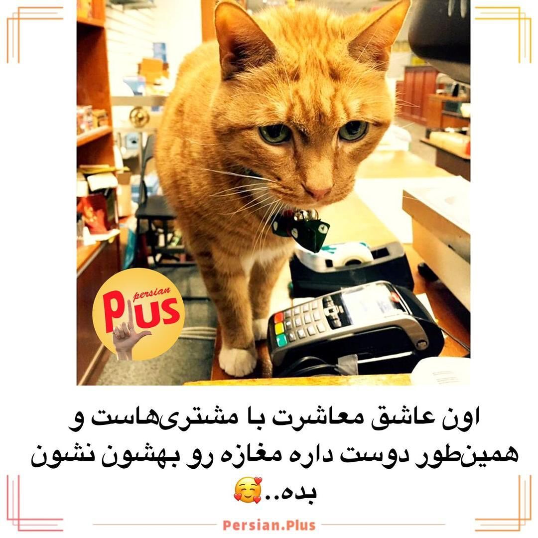 persian.plus@instagram on Pinno: خیلی بانمکه🥰😍 . . . Credit: @tabby ...