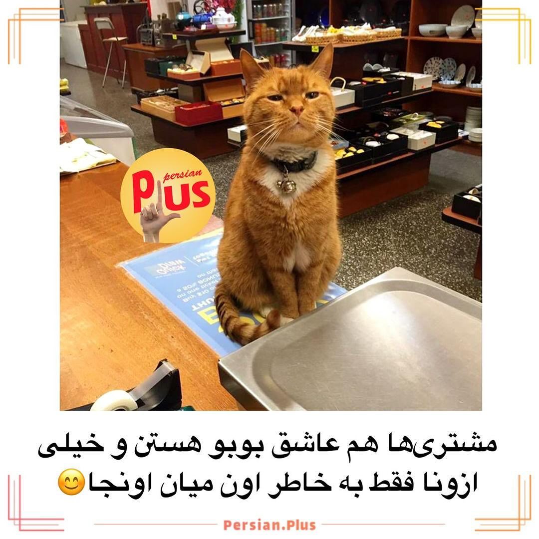 persian.plus@instagram on Pinno: خیلی بانمکه🥰😍 . . . Credit: @tabby ...