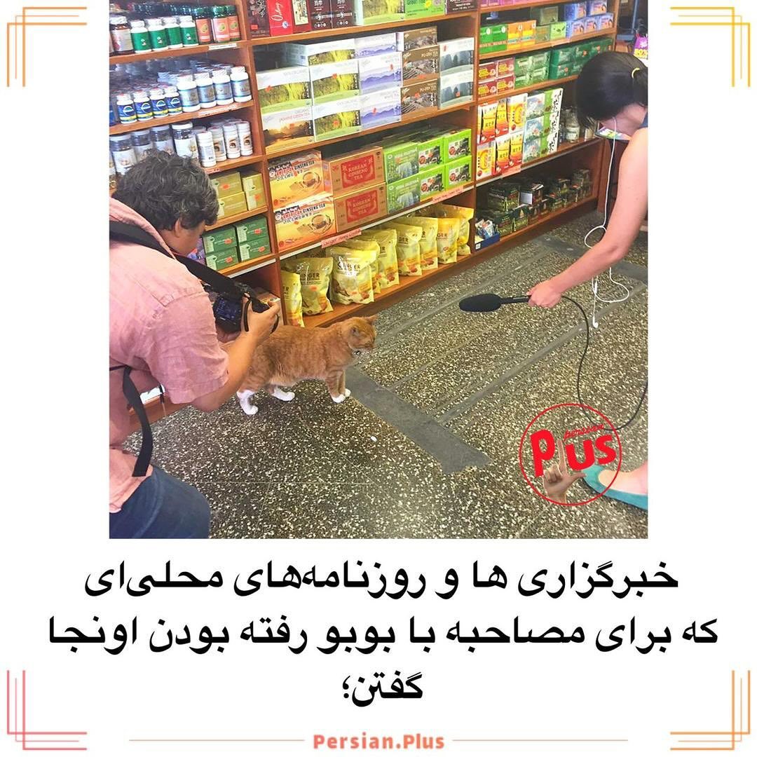 persian.plus@instagram on Pinno: خیلی بانمکه🥰😍 . . . Credit: @tabby ...