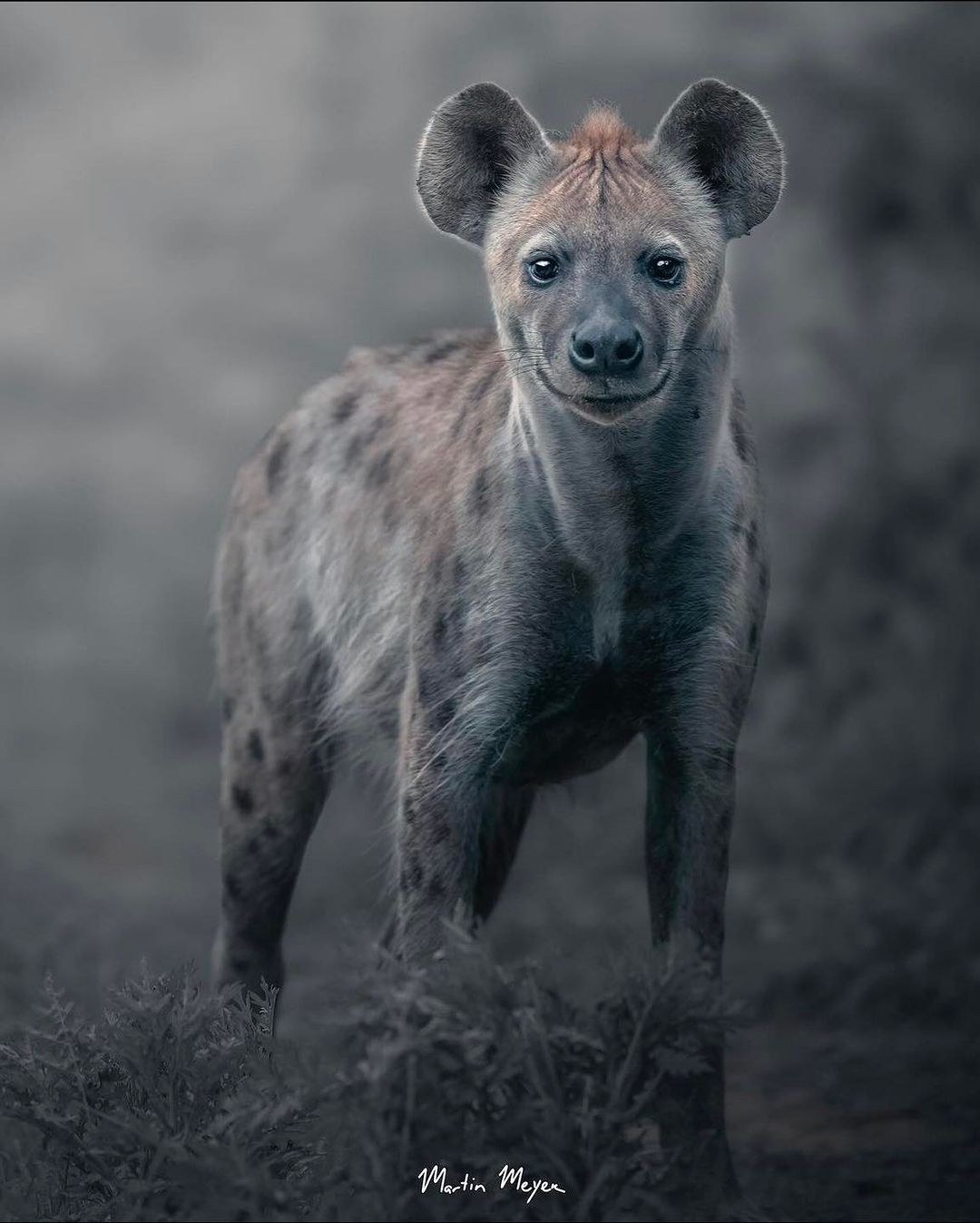 africanimals@instagram on Pinno: Beautiful hyena portrait by 📸 ...