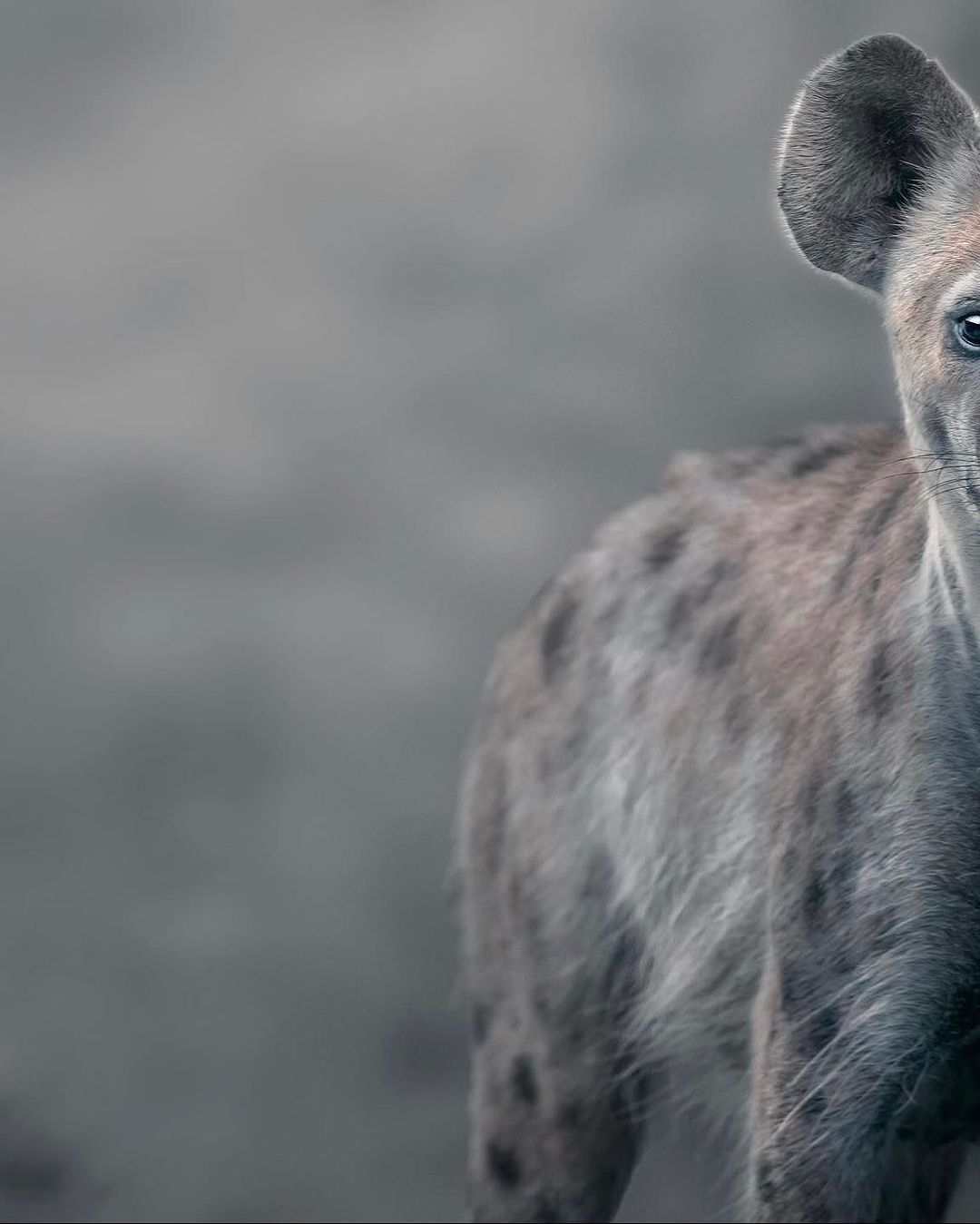 africanimals@instagram on Pinno: Beautiful hyena portrait by 📸 ...
